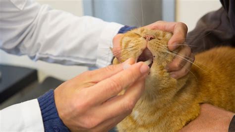 Les différents types de médicaments pour chats Doctissimo