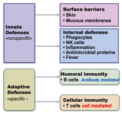 Chapter The Immune System Innate Flashcards Quizlet