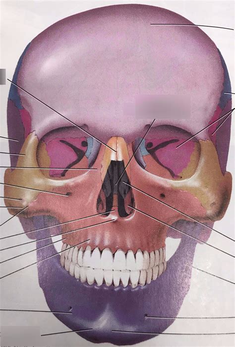 Facial Bones Diagram Quizlet