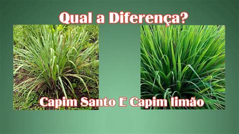 Qual a Diferença Capim limão e o Capim santo YouTube