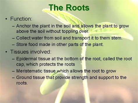 Biology Lesson 5 Plant Tissues Organs Systems 4