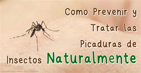 Como Prevenir Y Tratar Las Picaduras De Insectos Naturalmente
