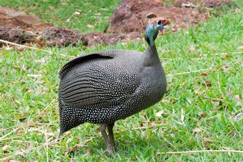 Gaviota Características Alimentación Hábitat Reproducción