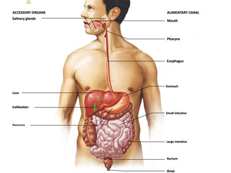 Digestive System Functions Practical Diagram Quizlet