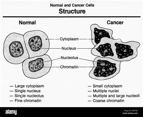 Cancer Cell Structure