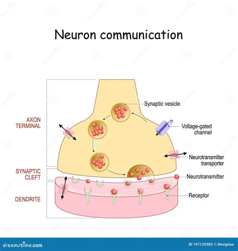 The Voltage Gated Sodium Channel Transporting Sodium Ions Through A