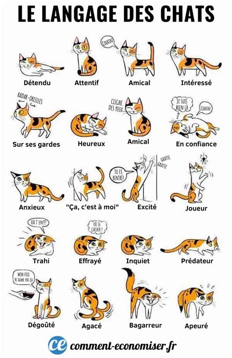 Langage de Chat 19 Astuces Pour Comprendre Ce Que Votre Félin Vous Dit