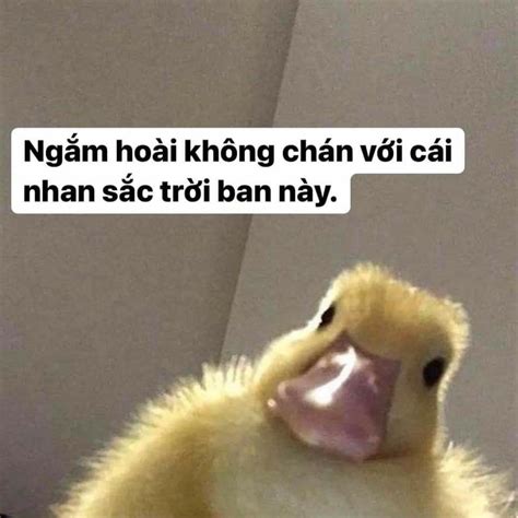 Ghim của trà táo bạc hà trên mim s Chuyện cười Hài hước Ảnh vui