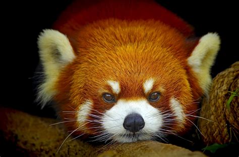 Actualizar 49 Images El Oso Panda Esta En Peligro De Extincion