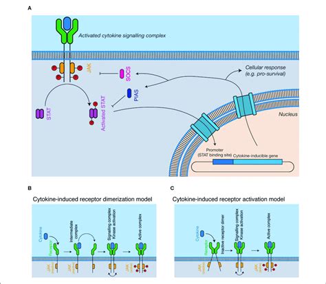 Cytokine Signal Transduction A General Schematic Of The JAK STAT