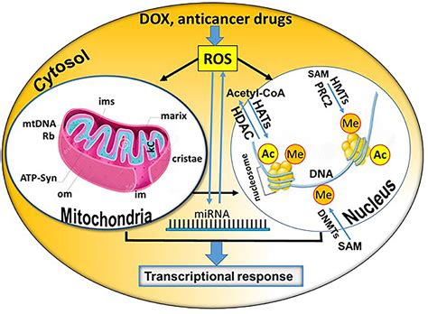 Frontiers Epigenetic Mechanisms Involved In The Cardiovascular