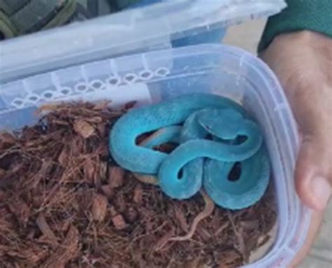 Cobras raras e lagartos são encontrados em ônibus no extremo sul da