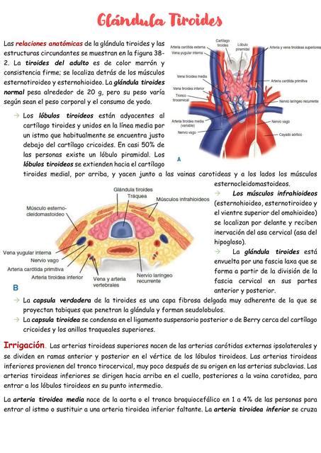 Anatomía de Tiroides Dr Castro uDocz