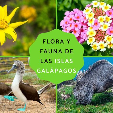 Murciélago Molestia Dato fauna de las islas galapagos con sus nombres