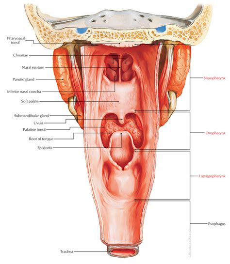 Pharynx Earth S Lab