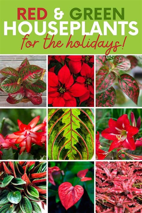 18 Red And Green Leaf Plant Suggestions For Holiday Spirit Growfully
