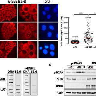 Slu Protects From R Loop Formation And Dna Damage Induction A