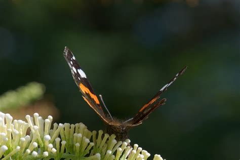 Inseto Borboleta Natureza Lil S Foto Gratuita No Pixabay Pixabay