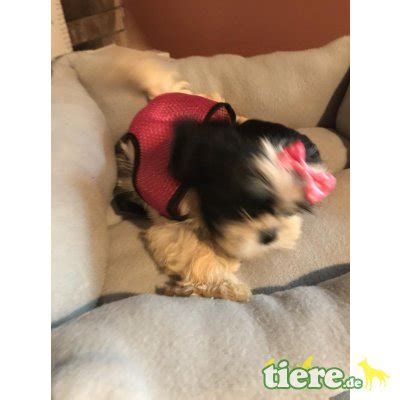 Shih Tzu Welpen Hündin auf Tiere at