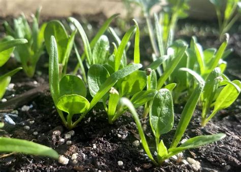 9 légumes à semer en hiver pour des récoltes précoces au printemps