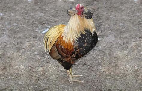 Las 4 Mejores Razas De Gallinas Para Criar Huevos Azules Hasta 300 Por