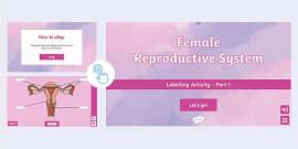RSHP Female Reproductive System Labelling Activity Twinkl