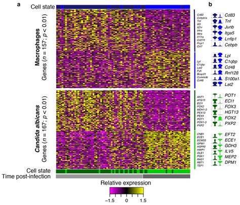 parallel host pathogen single cell rna seq profiling reveals infection download scientific