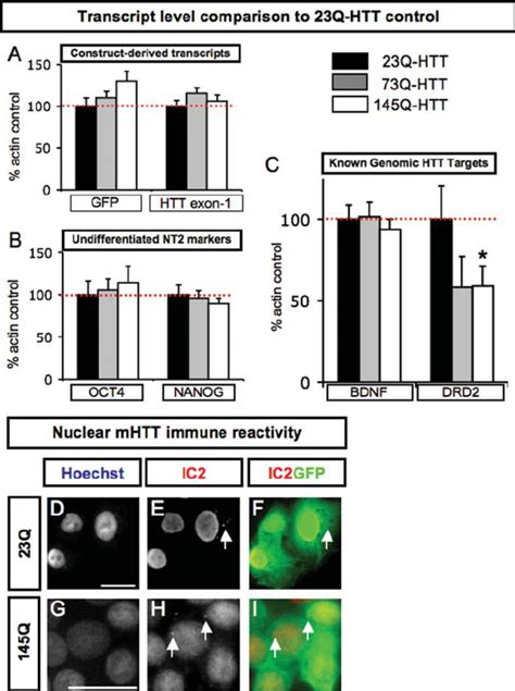 MHTT Induced Gene And Protein Expression In Pluripotent NT2 Cells NT2