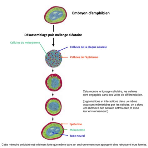 Biologie cellulaire adhérence cellulaire Cartes Quizlet