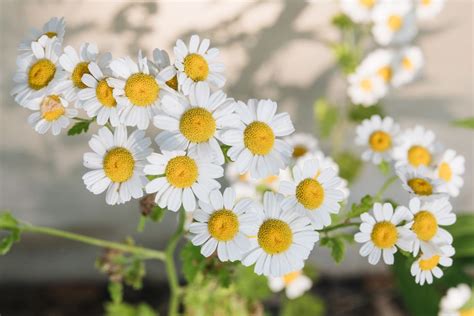 Chamomile Plant Care And Growing Guide