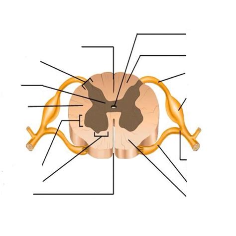 Spinal Cord Cross Section Pt 1 Diagram Quizlet