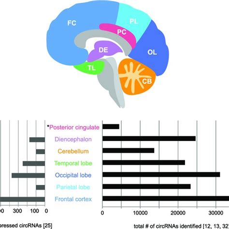 circrna expression in adult human brain tissue left plot total number download scientific