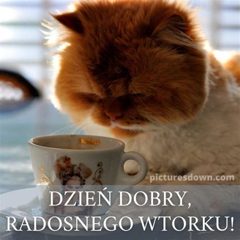 Kartka dzień dobry we wtorek śmieszne Kawa za darmo
