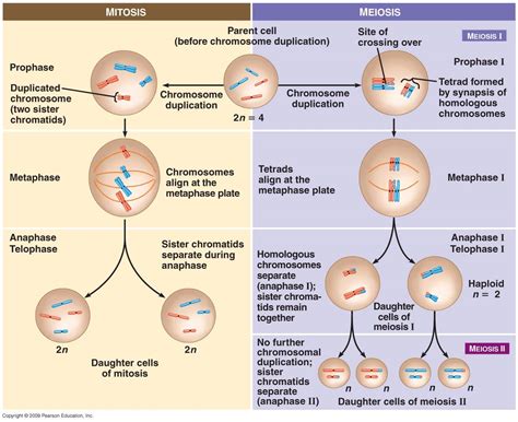 Mitosis Vs Meiosis Diagram