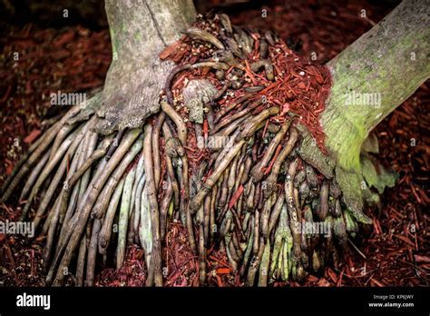 Palm Tree Roots System Margy Velazquez