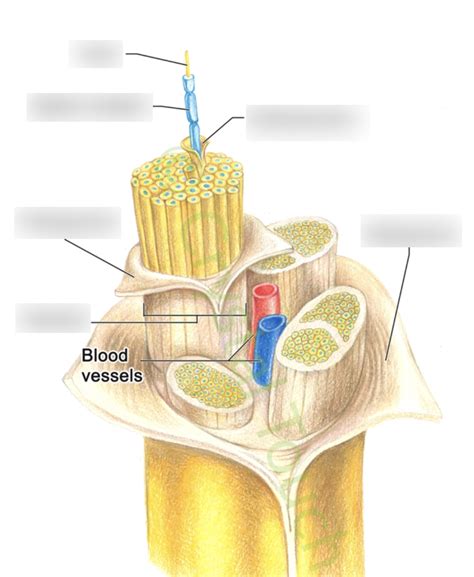 Nerve Structure Diagram Quizlet