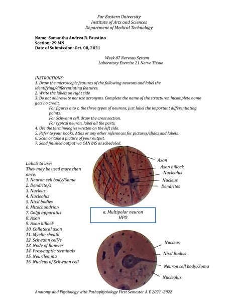 03 Lab Exercises 21 Nerve Tissue Far Eastern University Institute Of