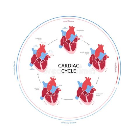 Cardiac Cycle Anatomy Infographic Vector Color Flat Modern