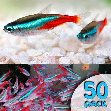 Neon Tetra Paracheirodon Innesi 2 5cm 50 Pack Aquarium Central