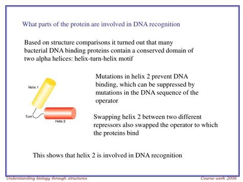 PPT Protein Nucleic Acid Interactions General Principles PowerPoint