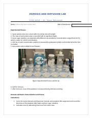 Lab Report Osmosis Docx Osmosis And Diffusion Lab C H M L D