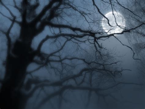 Moon And Tree Wallpapers Top Free Moon And Tree Backgrounds