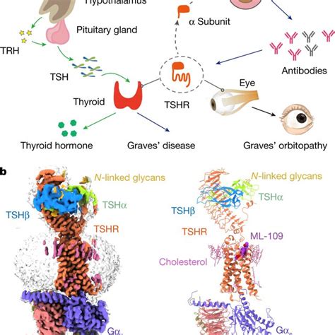 The Basis For Tsh Mediated Tshr Activation A Structural Comparison Of