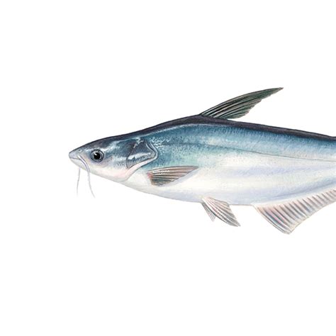 Panga Poradnik Rybny WWF