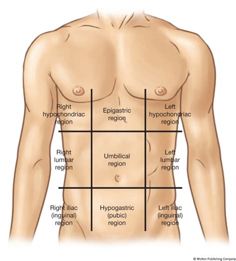 Abdominal Regions Diagram Quizlet