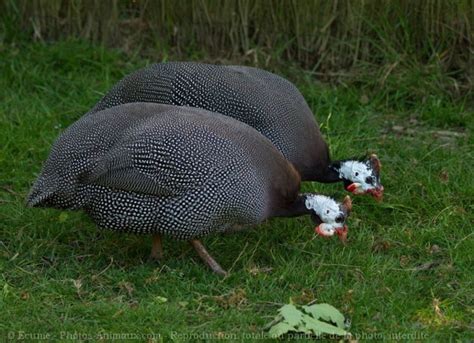 Pintade Toutes Les Informations Sur Cette Race D Oiseaux