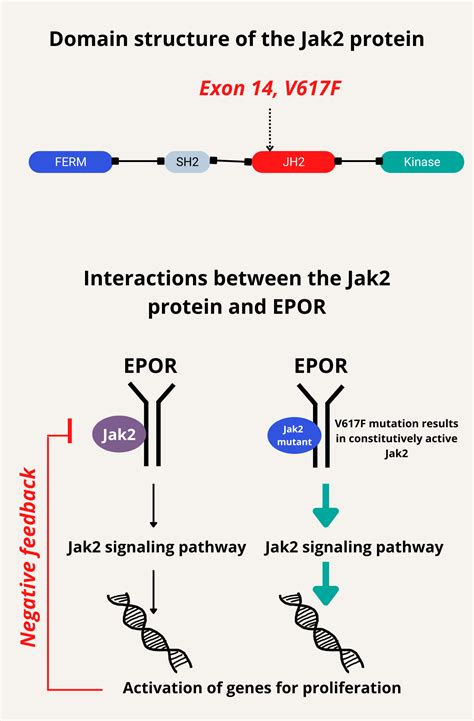 What Is The Jak2 V617F Mutation The Blood Project