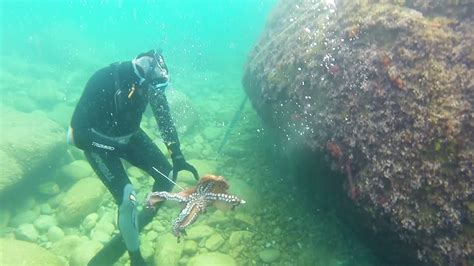 Pesca Submarina Pulpos Palamos 18 3 2017 YouTube