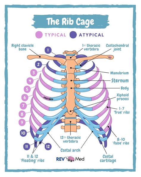 Rib Cage Anatomy Labeled Vector Illustration Diagram Stock Off
