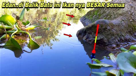 Edan Mancing Ikan Nila Liar Di Sungai Di Balik Batu Ini Dapat Ikan